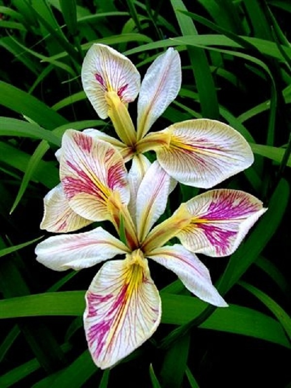 World of Irises: Louisiana Iris Gardens: Beauty on the Water
