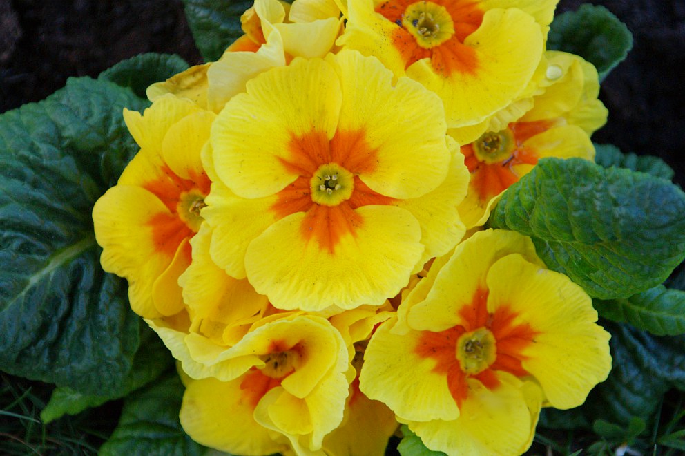 Karin`s Garden: Spring Days4