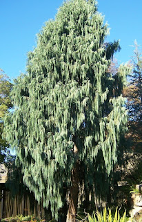 The 2 Minute Gardener: Photo - Kashmir Cypress (Cupressus cashmeriana)