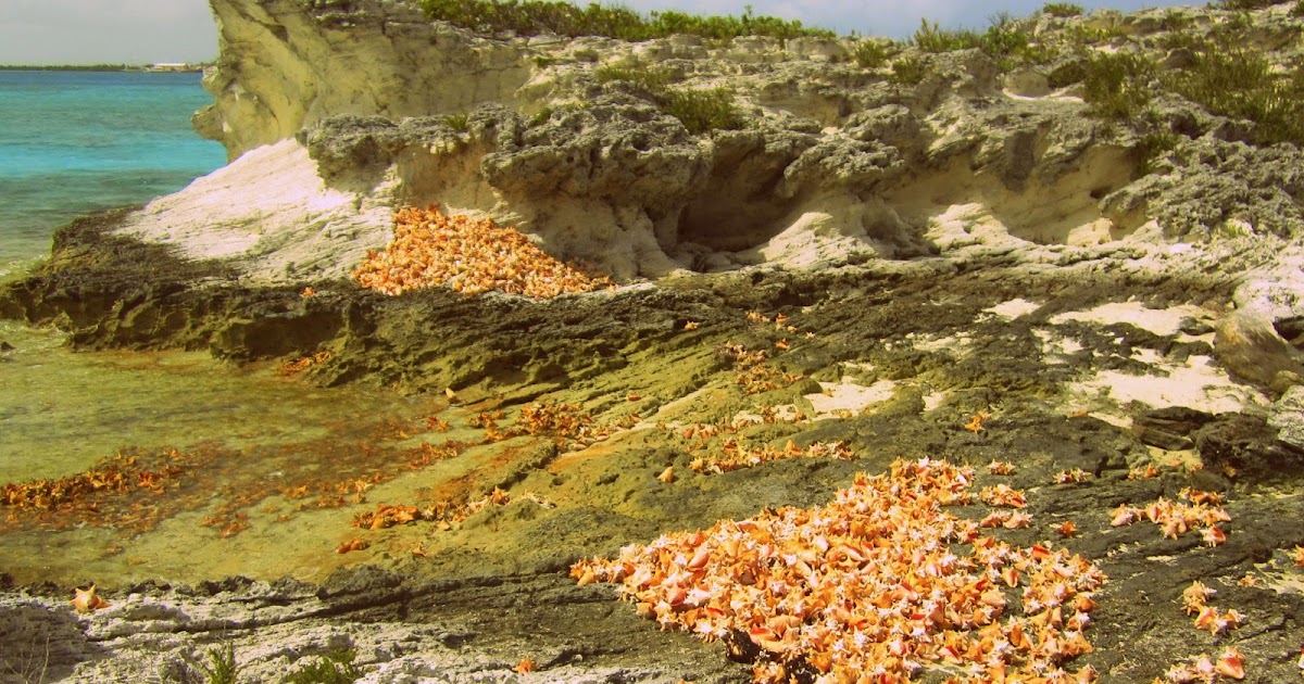 HITCHSAILING: EXPLORING LONG CAY
