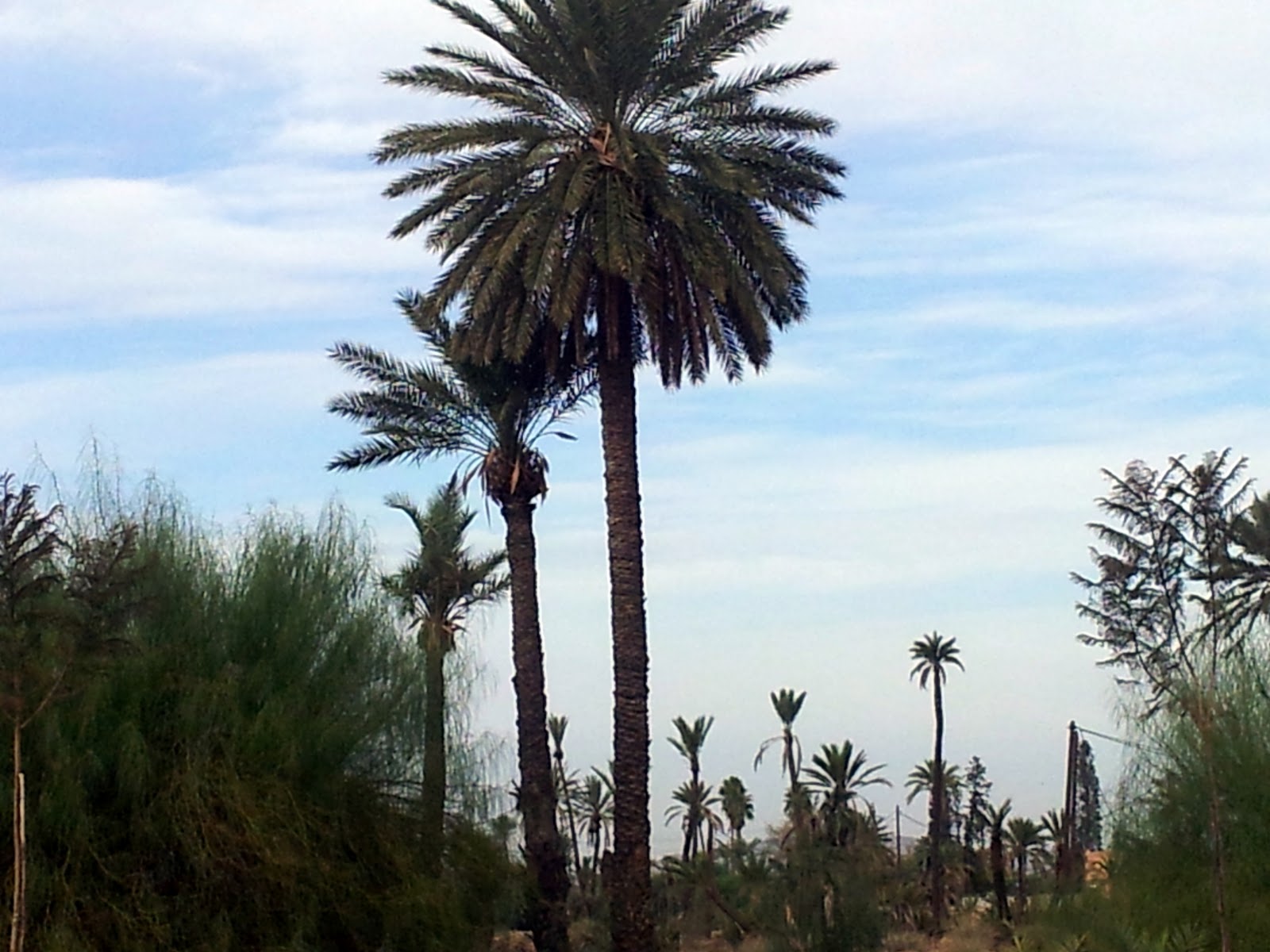 taroudant: Marrakesh Palmerie
