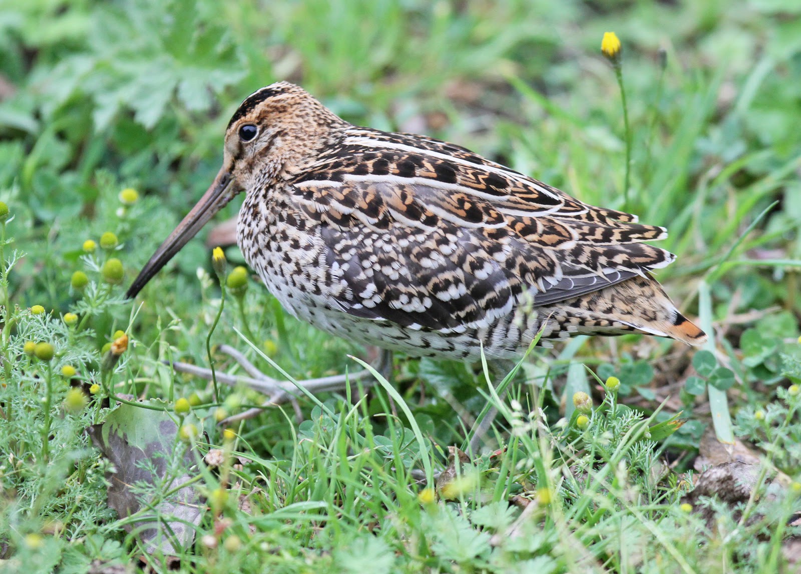 Simon and Karen Spavin: Great Snipe at Kilnsea, Spurn