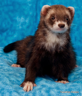 Jenis-jenis Ferret dan Harganya | Drh. Fira Sovica