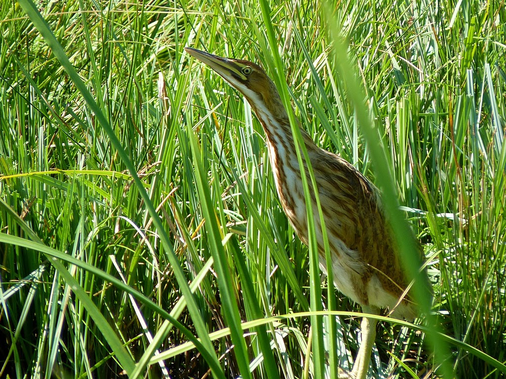 Learn.Draw.BIRD.: 118. American Bittern (Botaurus lentiginosus)