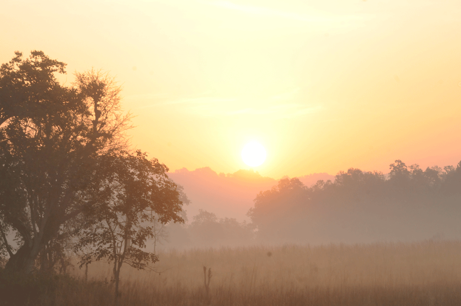 ZOOTHERA BIRDING BLOG: More India Photos