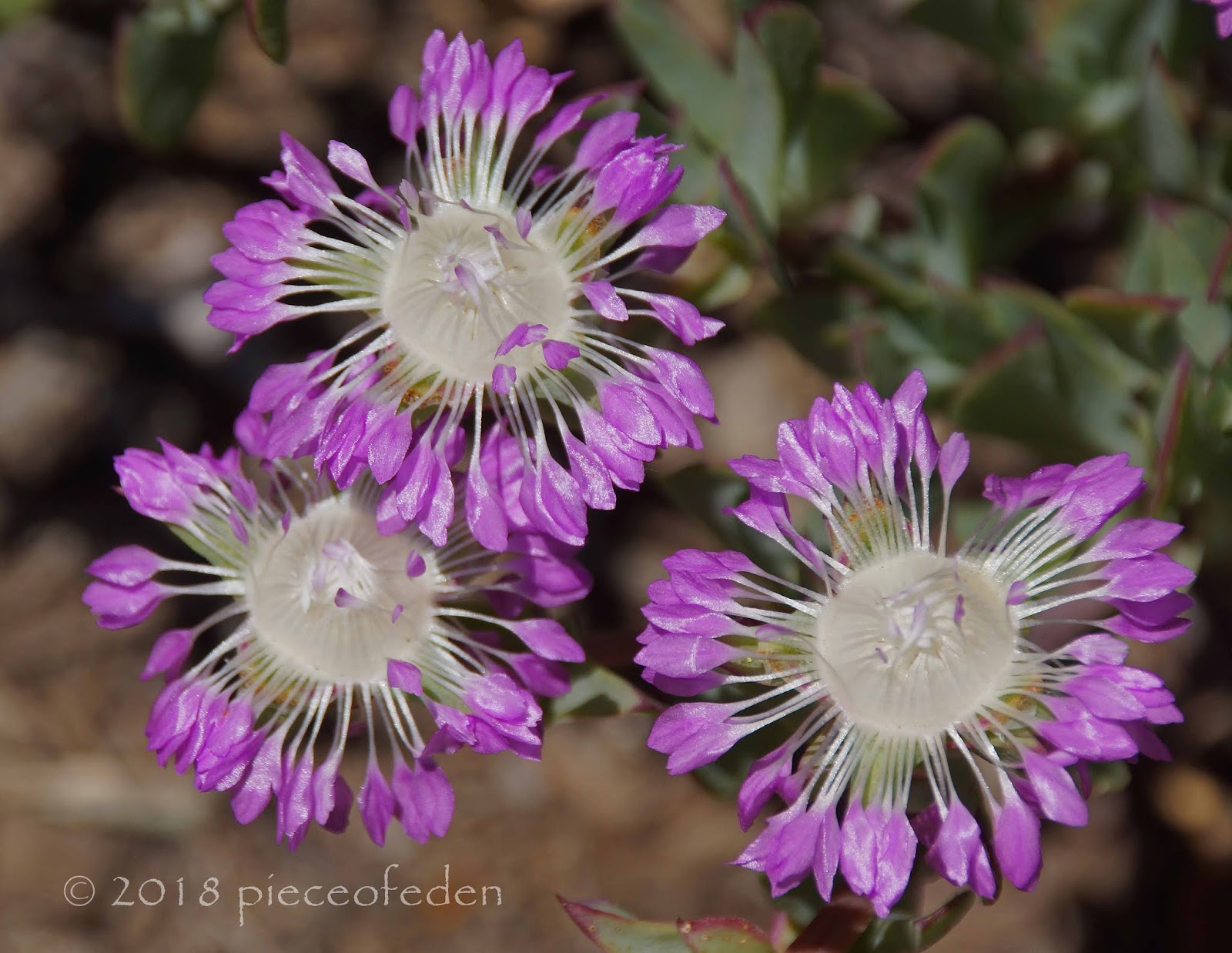 Some Enchanted 'Evelyn'