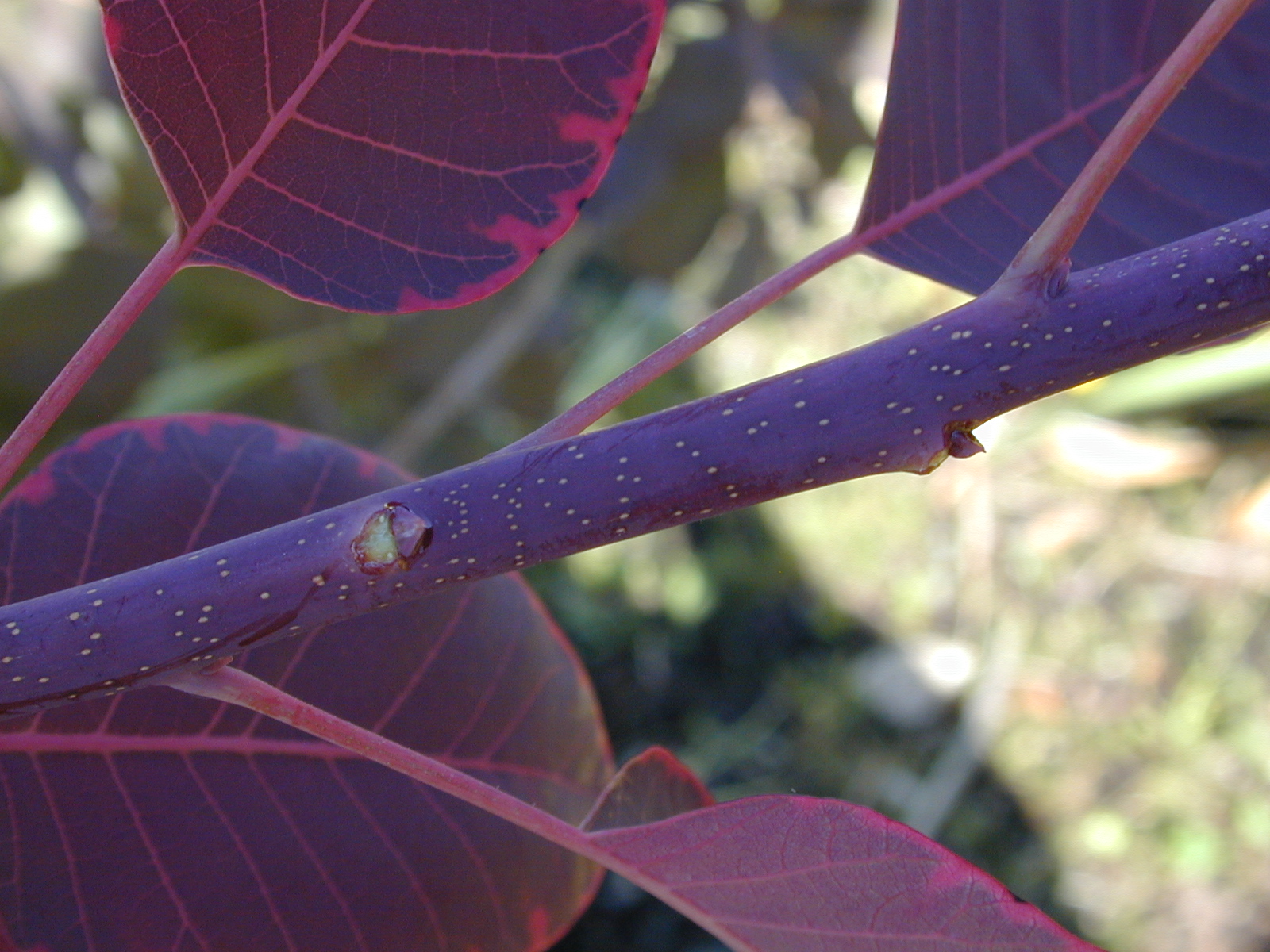 Trees of Santa Cruz County: Cotinus coggygria 'Royal Purple' - Royal ...