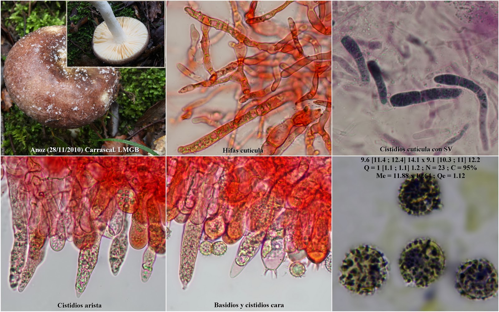 Guía de Setas y Hongos de Navarra.: Russula cuprea (Krombh.) J.E. Lange,