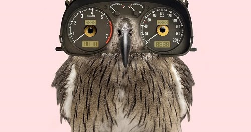 My Owl Barn: Surreal Images Created Merging Animals and Everyday Objects