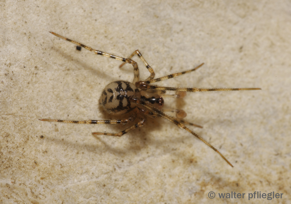 Nature photos from an Amateur Naturalist: Kecskelyuk Cave, Bükk ...