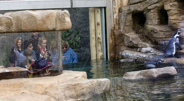 Scovill Zoo Penguins