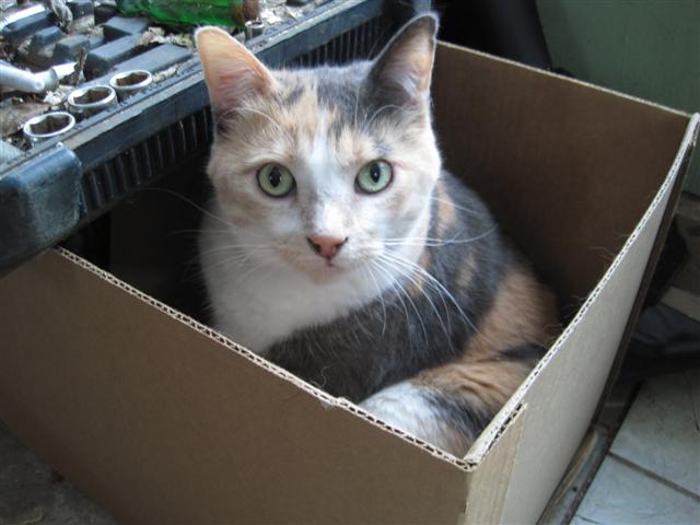 Three Dogs and a Couch: Cats in boxes II