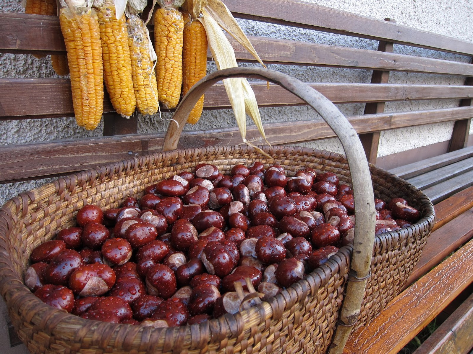 Cencov blog: Kostanj