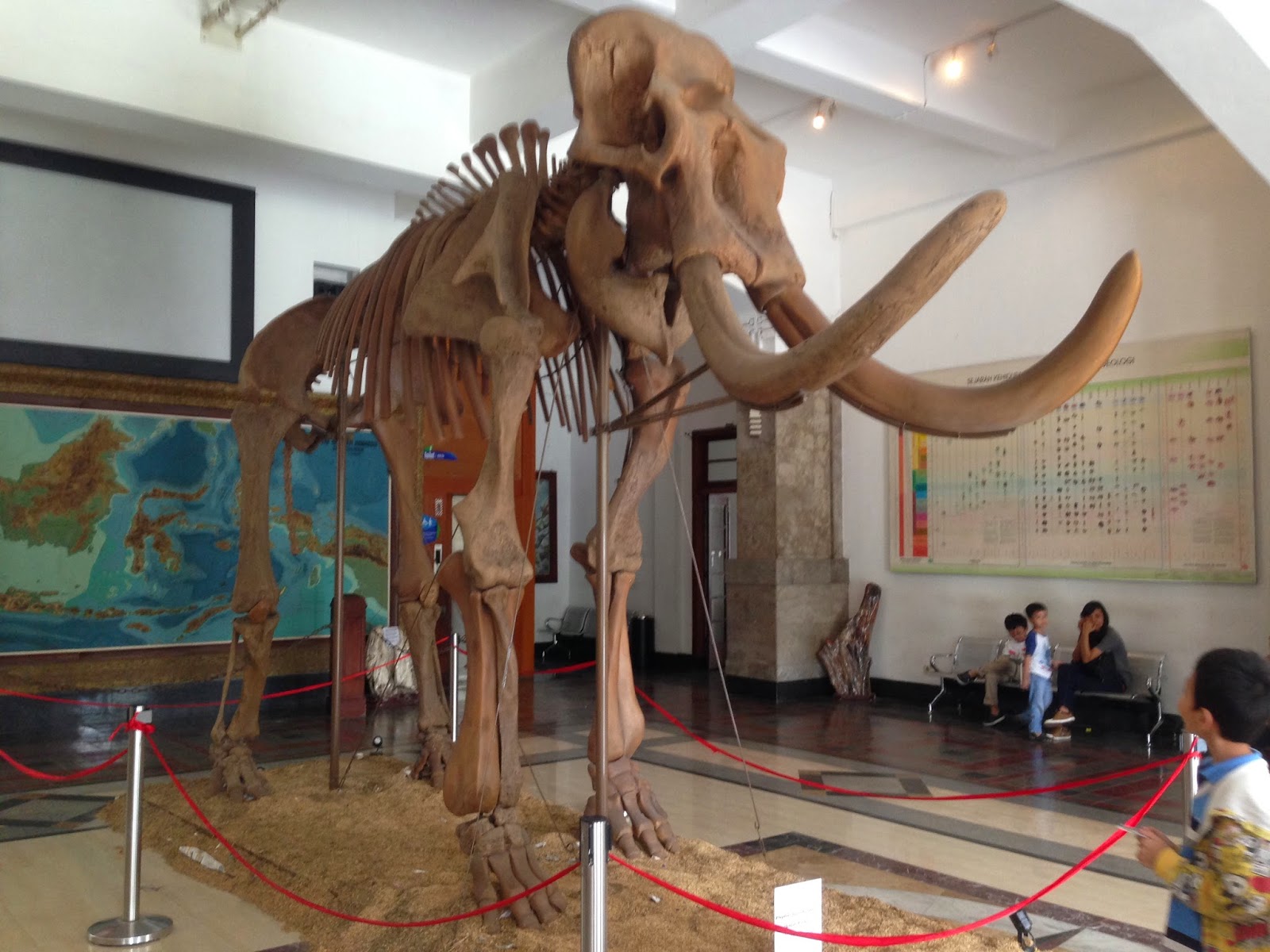 30+ Fosil Hewan Purba Di Museum Geologi