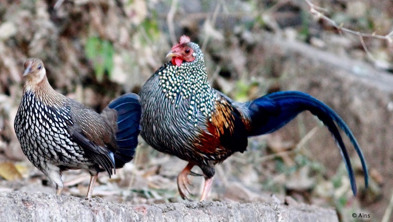 Blue Jungle Fowl