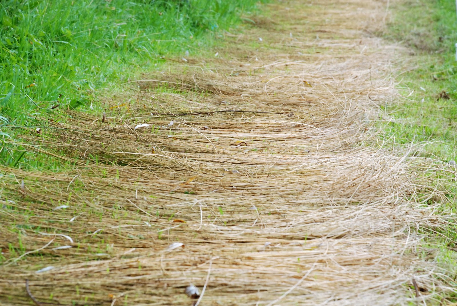 ALFA Secondary school - The Linen Project - Flax pulling, drying ...