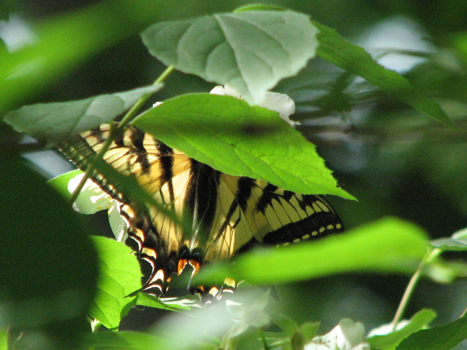 Canadian Tiger Swallowtail Butterfly photos | South Burlington, Vermont ...