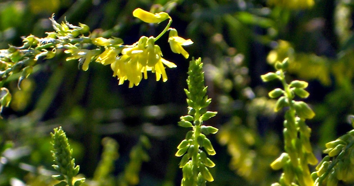 Karen`s Nature Photography: Yellow Sweet-Clover Against Shadow Background.