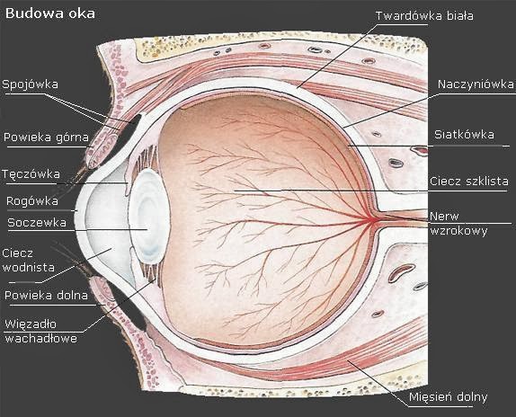 Kocie zmysły - oczy - Kot i Małgorzata