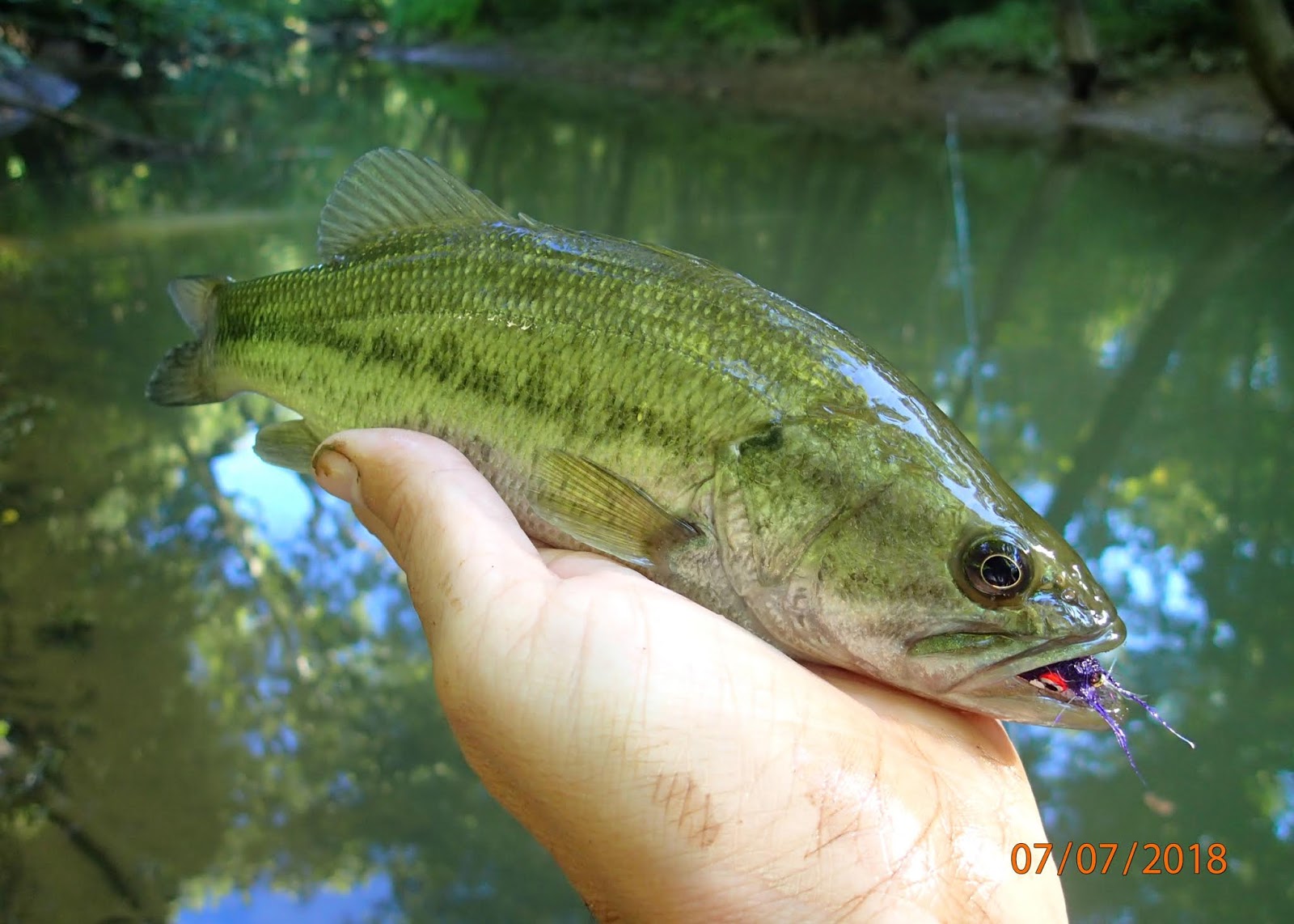 Bobcat Hollow Fly Fishing/Tying: 2018