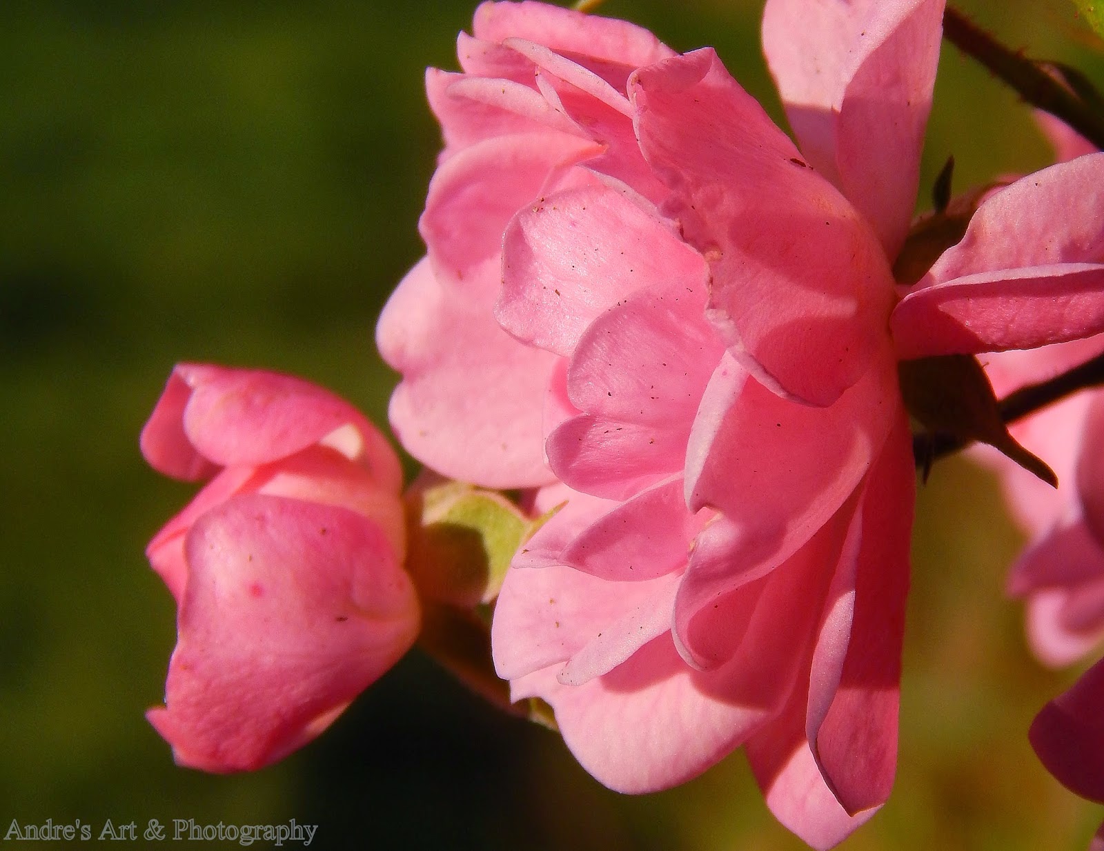 Through The Camera's Eyes: Andre's Photography Blog: An October Rose Is ...