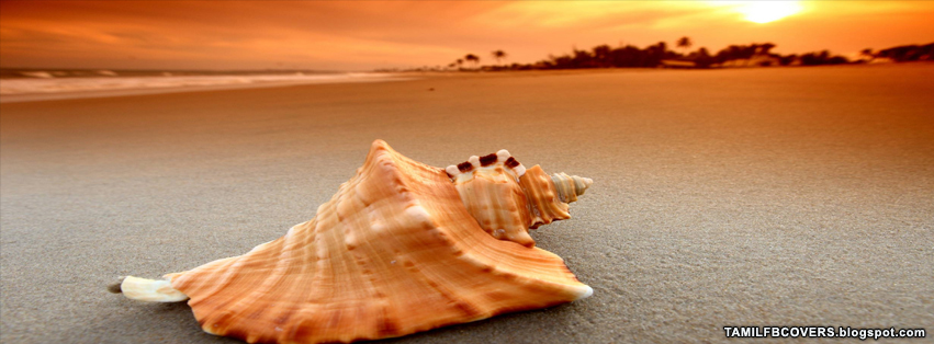 My India FB Covers: Sea shell - Photography FB Cover