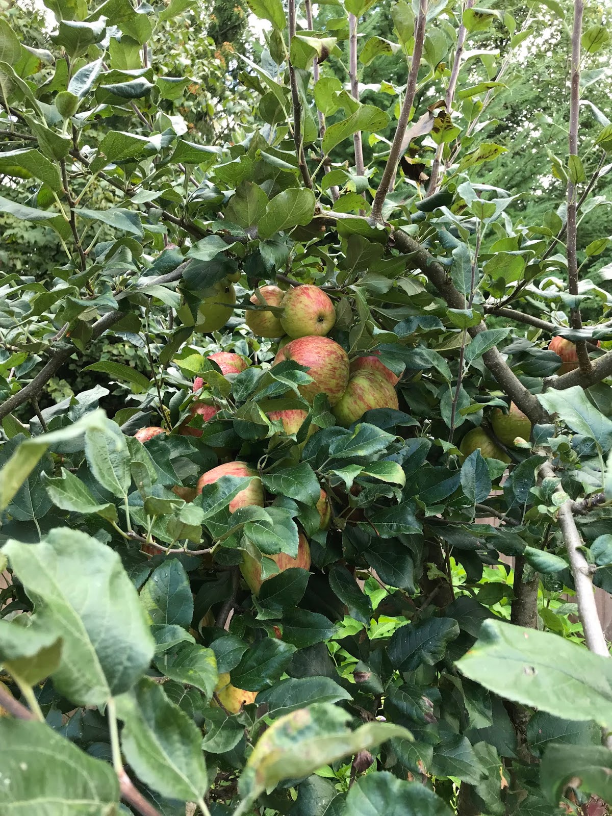 One teacher...One Kitchen: Peace, warmth, and an apple
