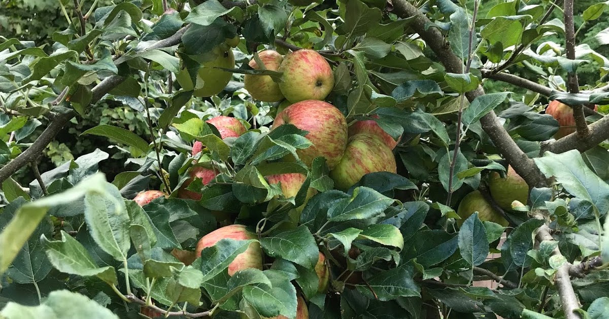 One teacher...One Kitchen: Peace, warmth, and an apple