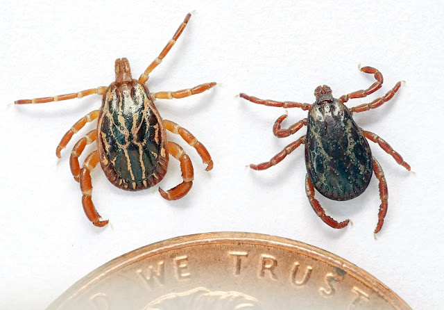 NSF-EID Lyme Gradient Project: Gulf Coast tick vs. American dog tick