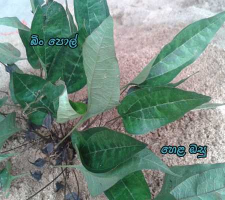 Hela osu: බිම් පොල් (bim pol)