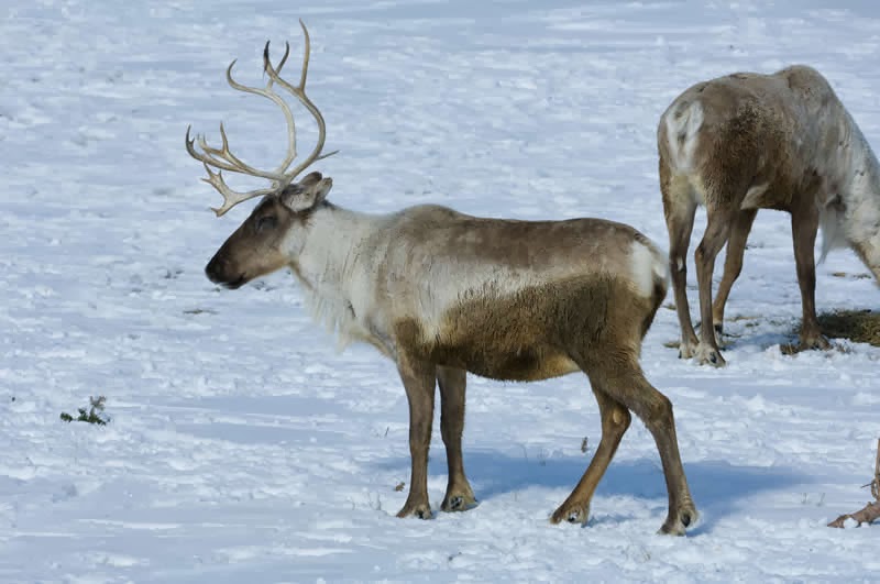 The Jungle Store: Keeping Caribou Warm