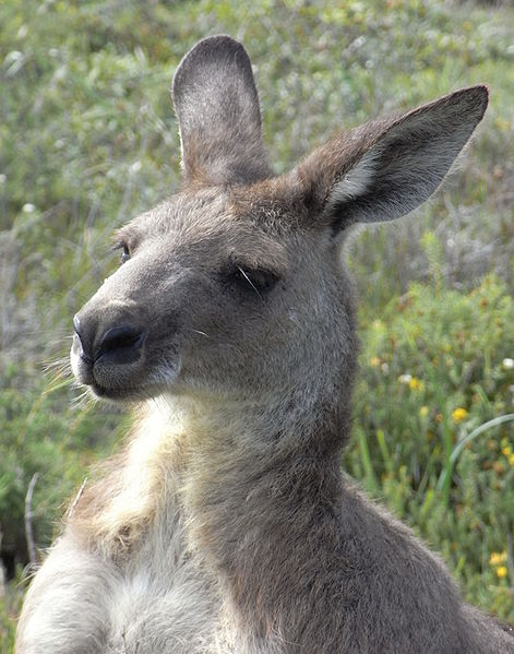 Eastern Grey Kangaroo
