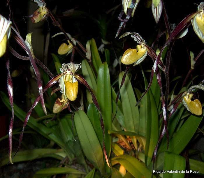 Ricardo's Blog, : Paphiopedilum philippinense [Rchb.f]Stein 1892 ...