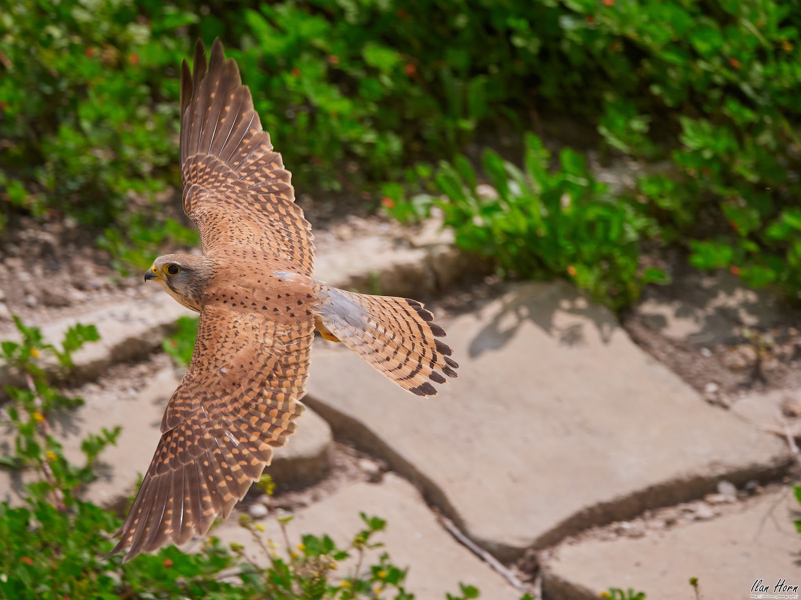 Common Kestrel Full Wing Spread
