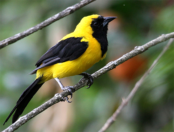 Bellas Aves de El Salvador: Icterus chrysater (chiltota de espalda ...