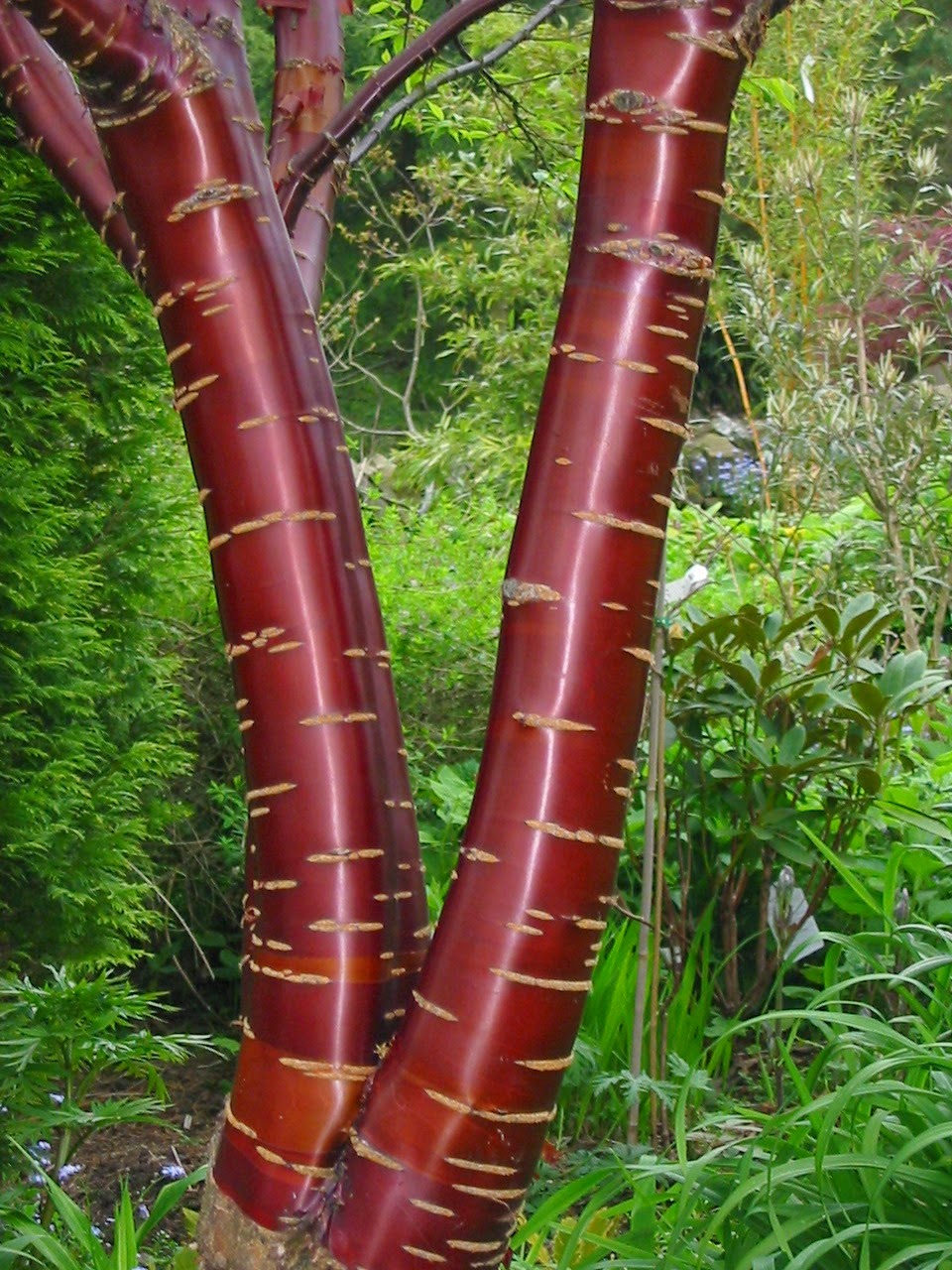 Staghorn NYC blog: Top 5 Trees/Shrubs With Beautiful Bark