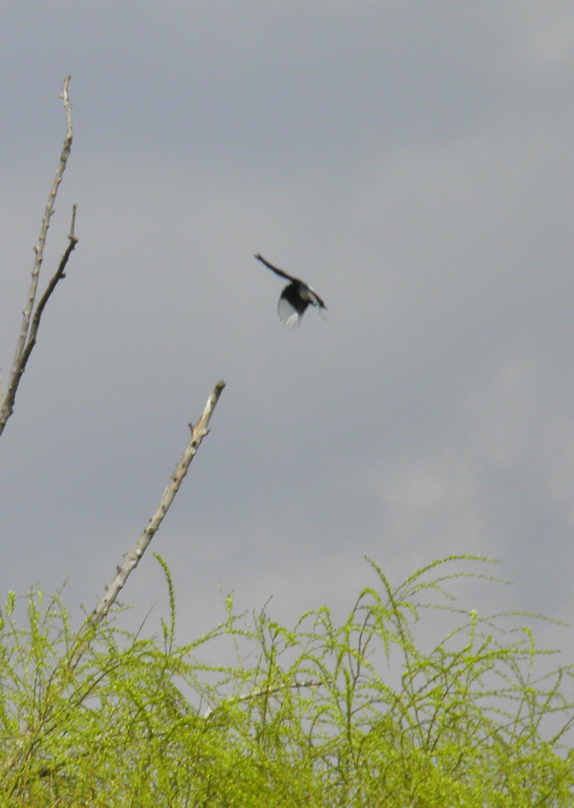 PASARI DIN ROMANIA: COTOFANA, Pica pica