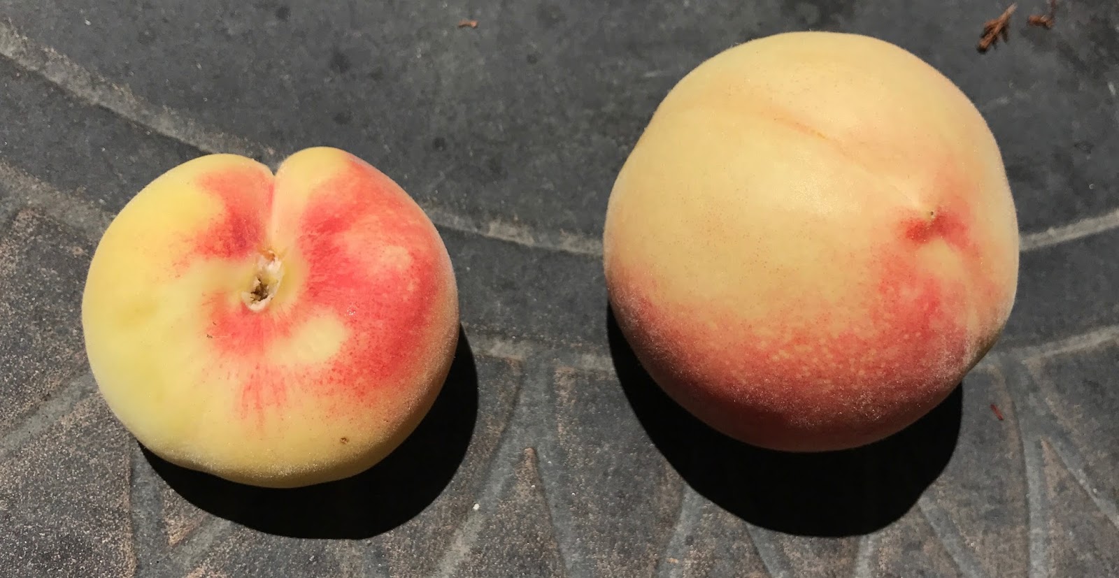 Gardening : Peaches: Australian Saucer and Babcock