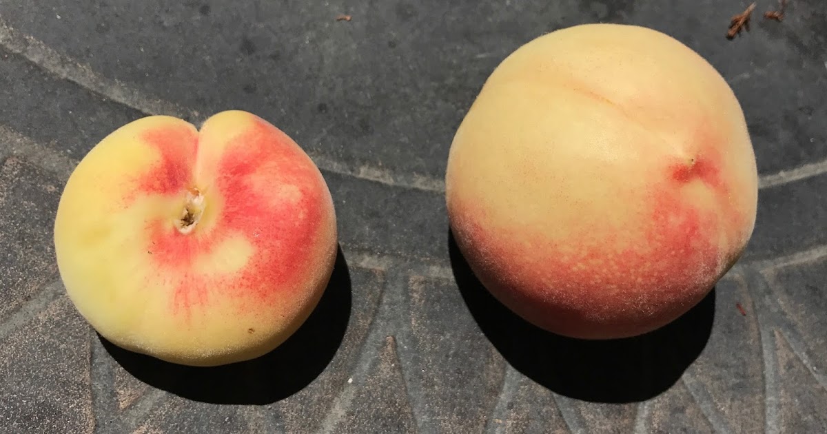 Gardening : Peaches: Australian Saucer and Babcock