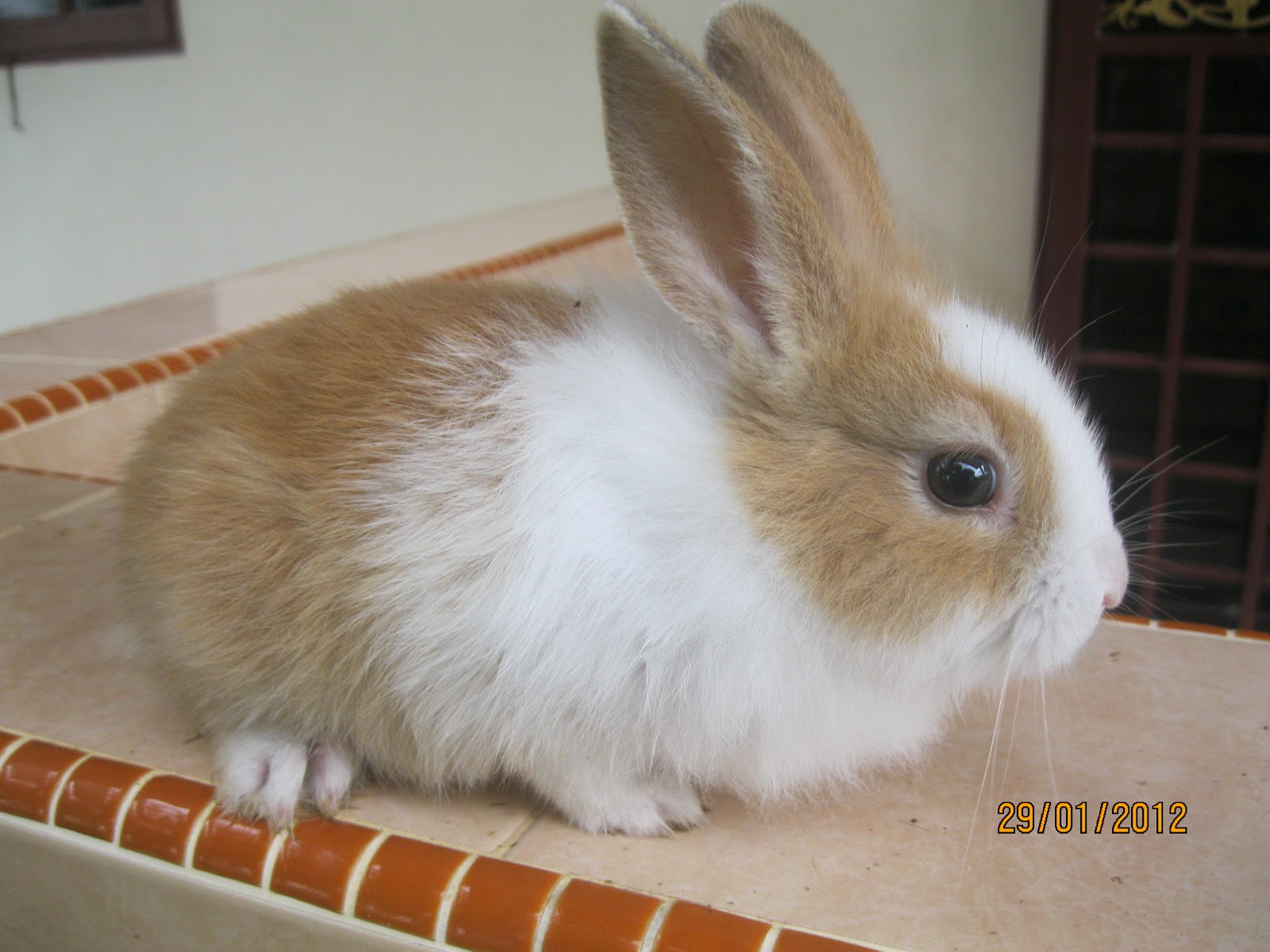 ARNAB COMEYYY......: TIPS MENJAGA ARNAB...