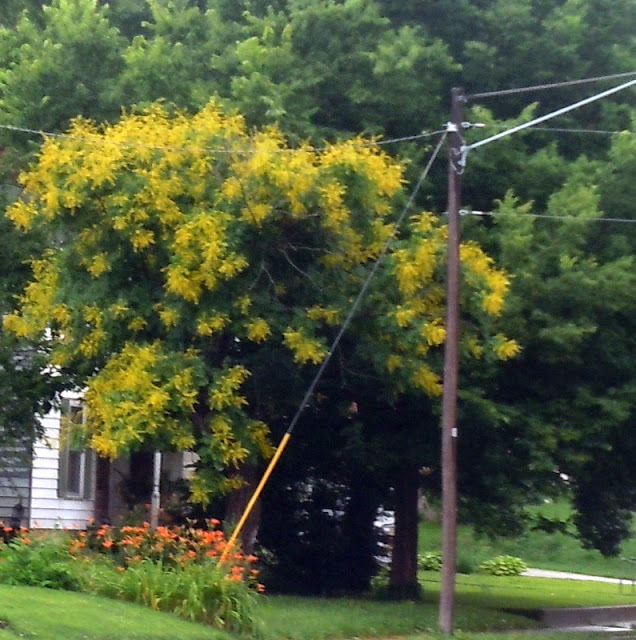 My Old Historic House: A Quest for the Golden Raintree!!!!