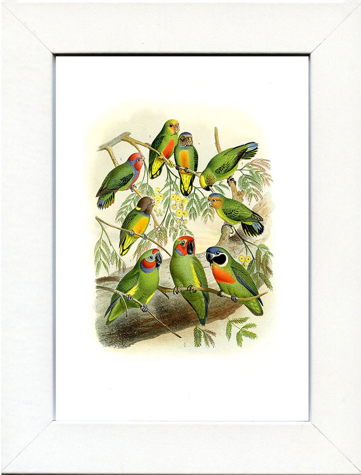 jjjewel.resimlerim: PAPAĞAN TEMALI RESİMLER