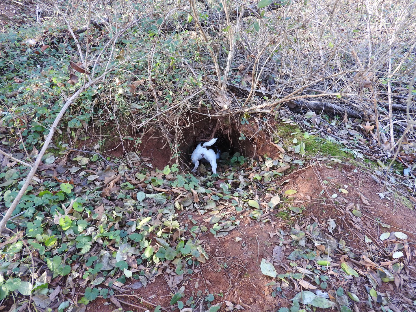 Terrierman's Daily Dose: Fox Den With Very Clear Sign