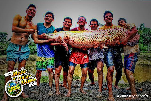 Tingo María y sus Paiches