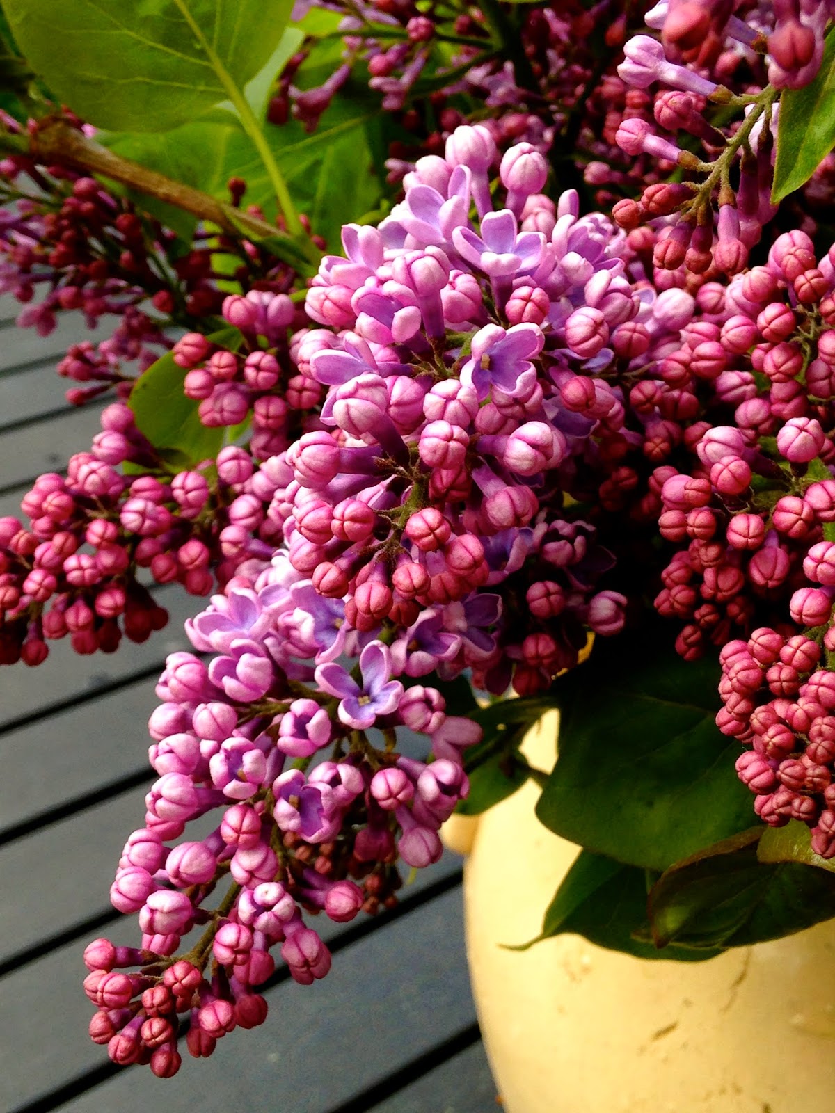 Blomsterland: Syrener er en fryd for øjet