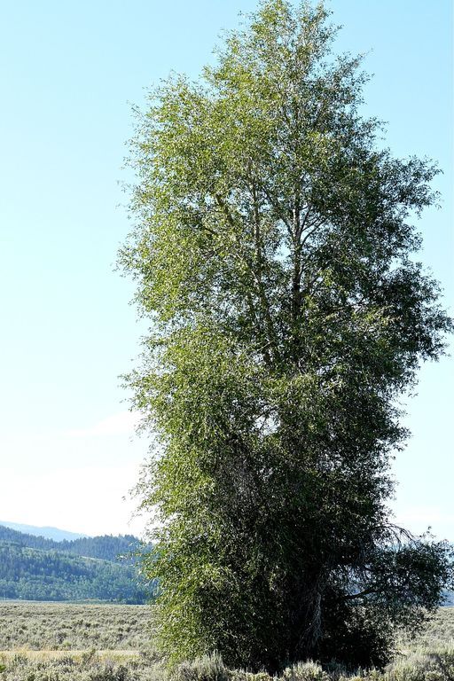 Future Plants by Randy Stewart: Poplars & Aspens