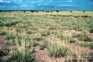 Arizona...: Chapter 12: The Great Plains and Prairies