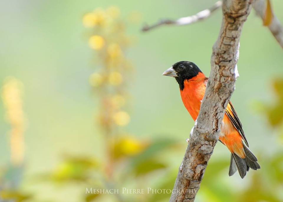 Pintassilgo, Tarin américain, Amerikaanse sijzen, Amerikanische zeisige ...