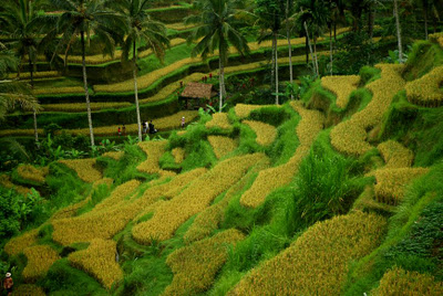 anaklaut: Cara Membaja