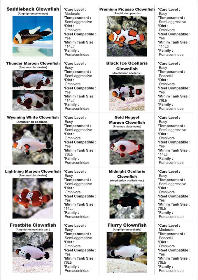 hardy boy: Coral Reef Fish Names